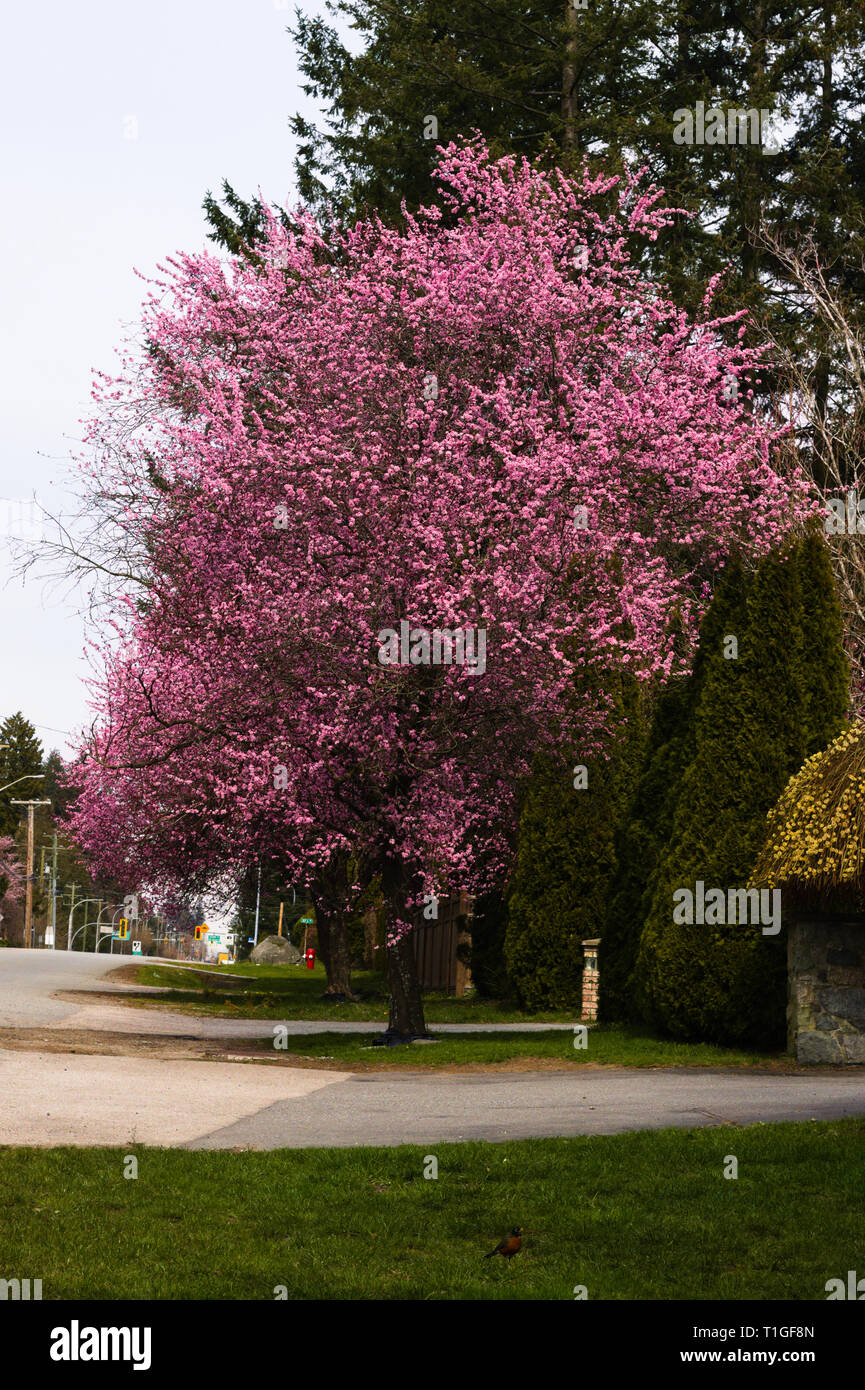 British blooming tree hi-res stock photography and images - Alamy