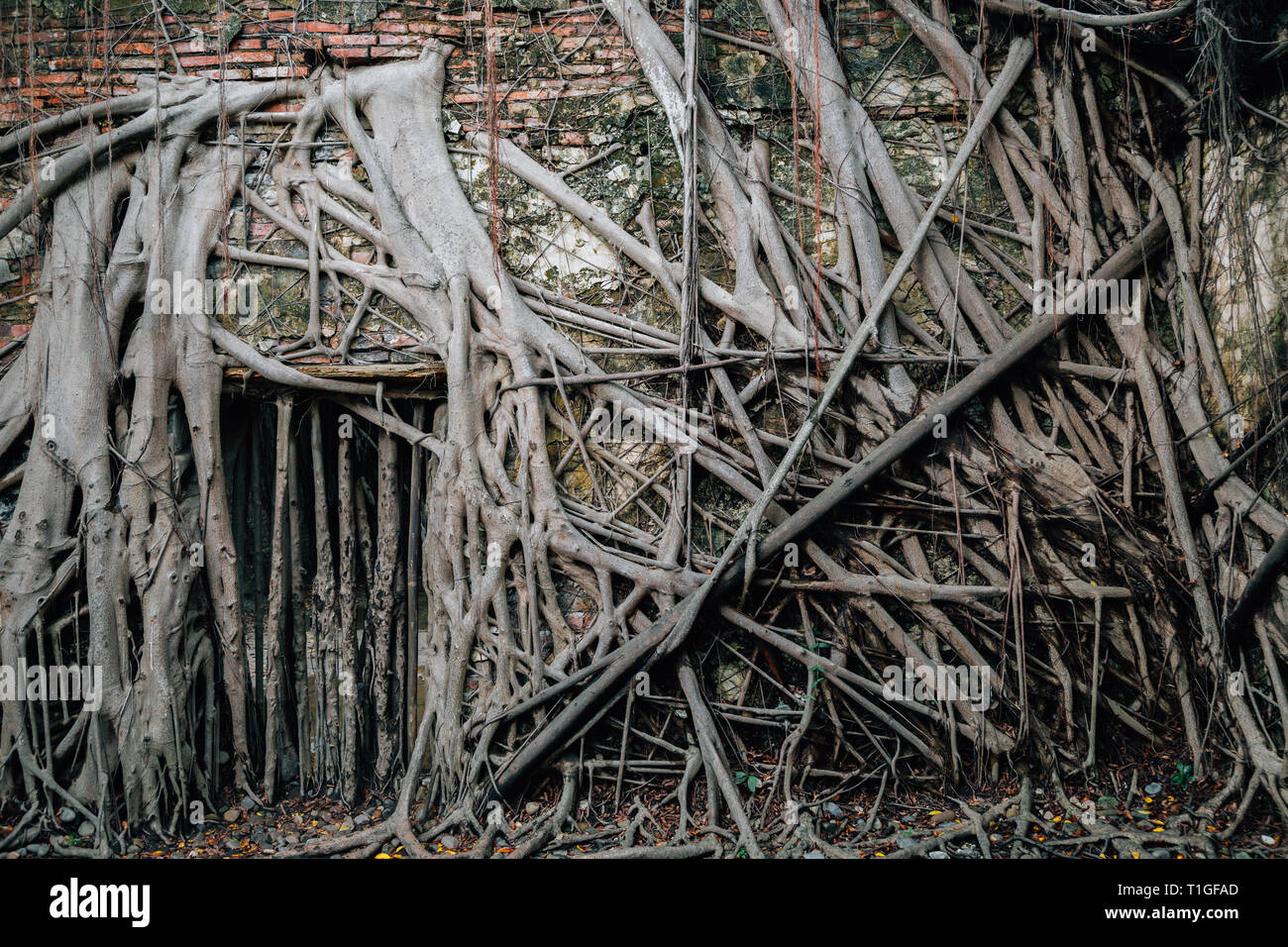 Anping Tree House, historical architecture in Tainan, Taiwan Stock ...