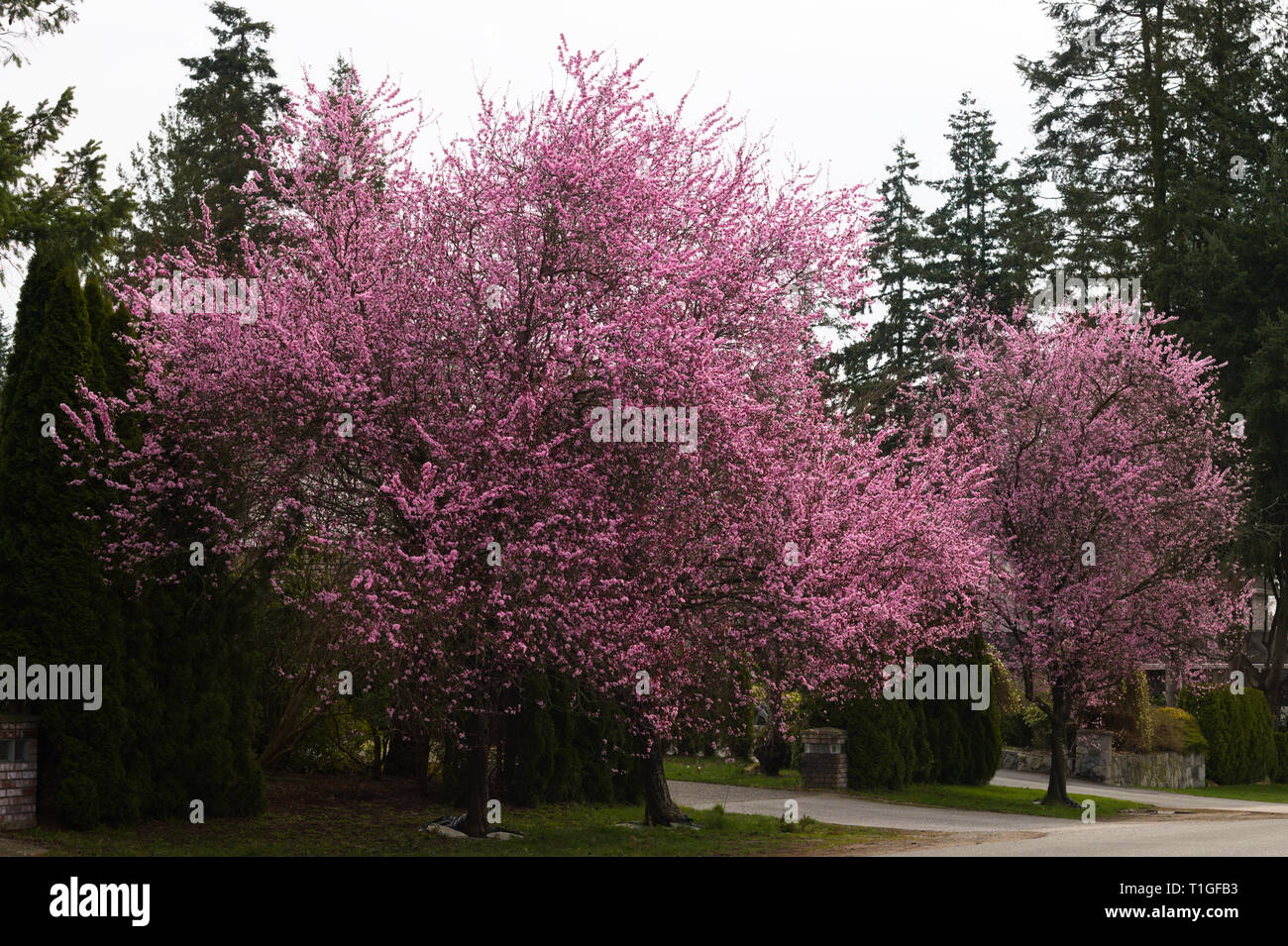 Cherry blossoms in Surrey, British Columbia, Canada Stock Photo - Alamy