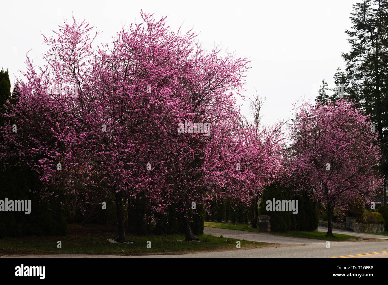 Cherry blossoms in Surrey, British Columbia, Canada Stock Photo - Alamy