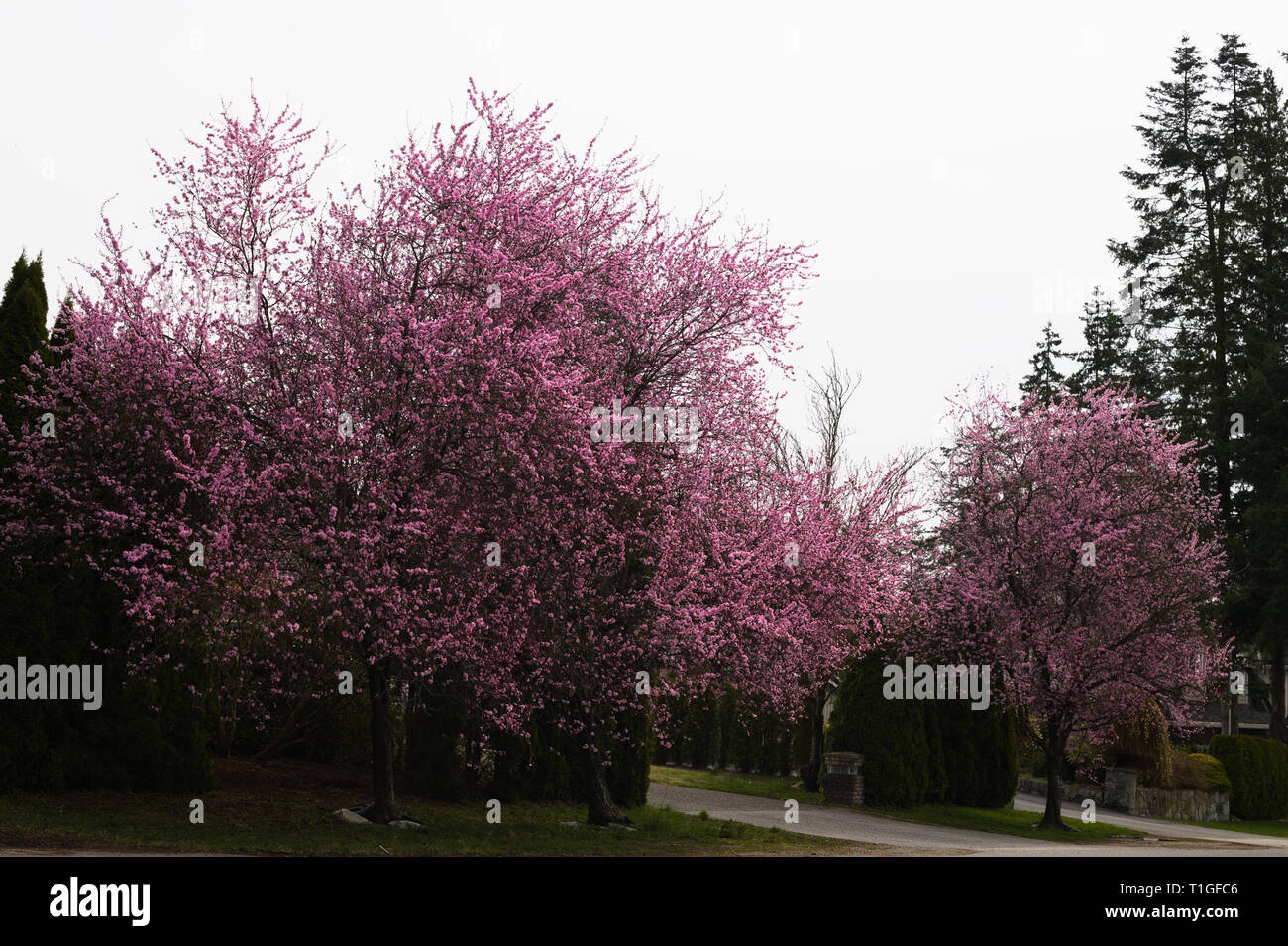British blooming tree hi-res stock photography and images - Alamy