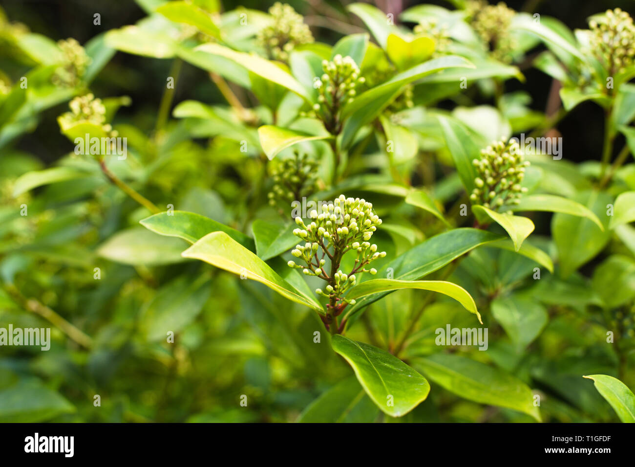 Laurel hedge about to bloom in Surrey, British Columbia, Canada Stock ...