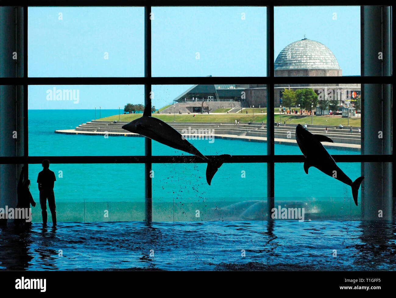 Performing dolphins hi-res stock photography and images - Alamy