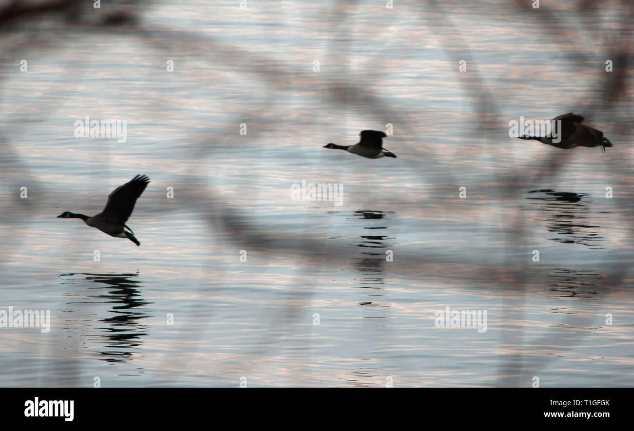 Flying geese hi-res stock photography and images - Alamy