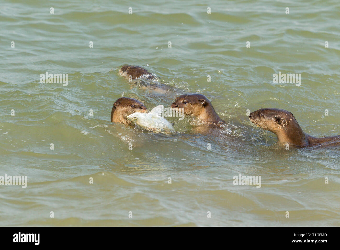 Smooth coated otter eating freshly caught fish from the sea in ...