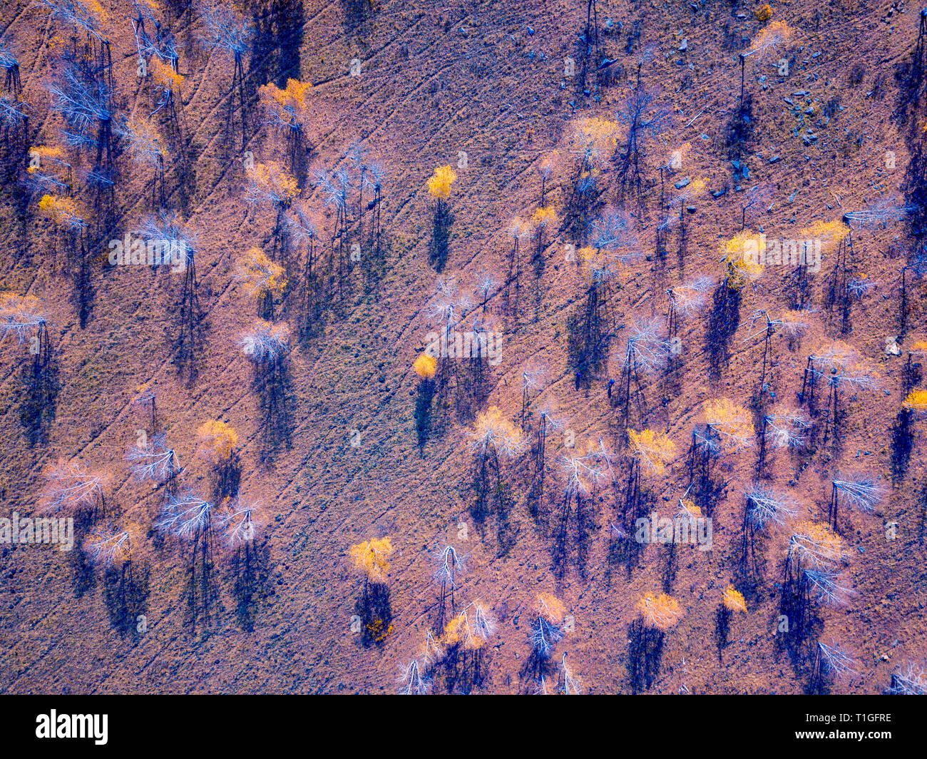 Forest eagle eye view hi-res stock photography and images - Alamy