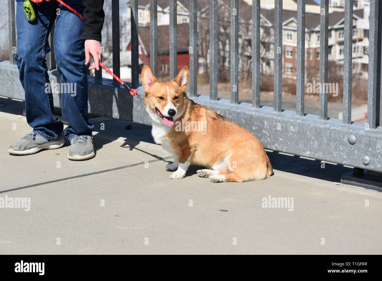 A red sable Pembroke Welsh Corgi Stock Photo - Alamy