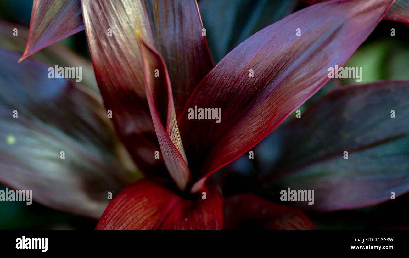 Cordyline compacta hi-res stock photography and images - Alamy