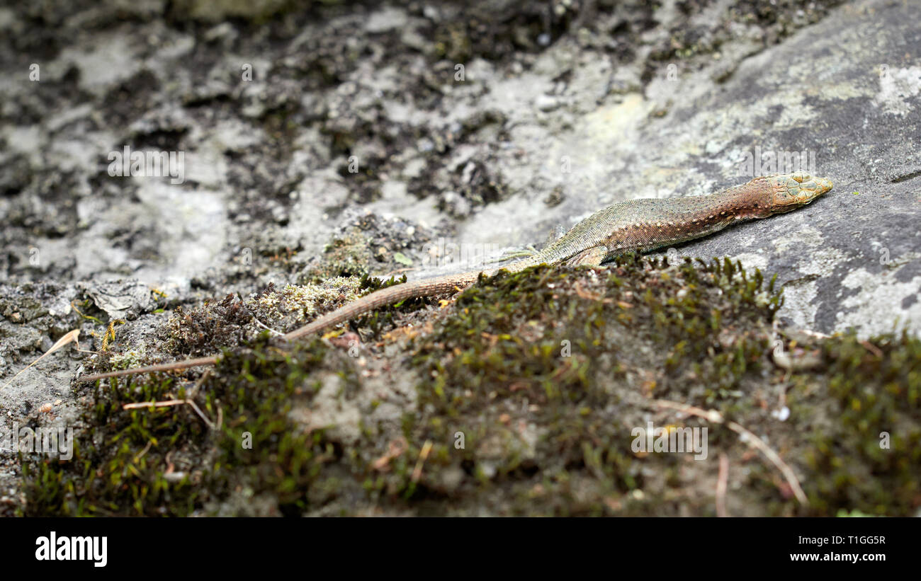 Lizard tail broken hi-res stock photography and images - Alamy