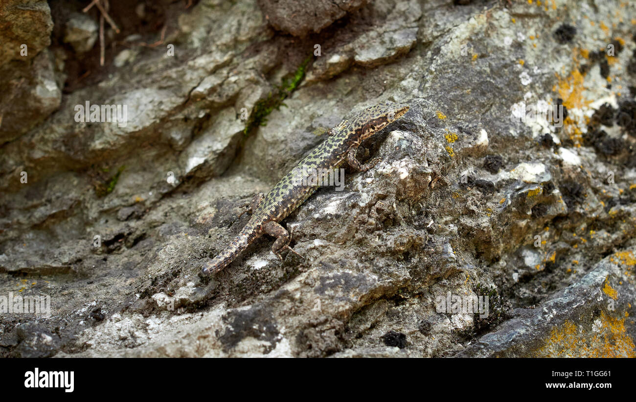 Lizard with broken tail hi-res stock photography and images - Alamy