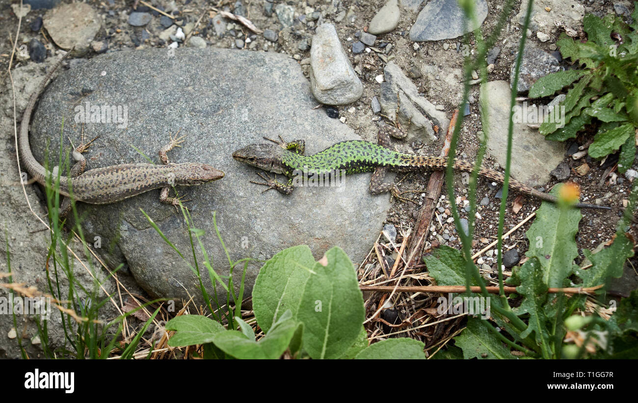 Male and female lizards Lacerta Viridis are sitting opposite each other ...