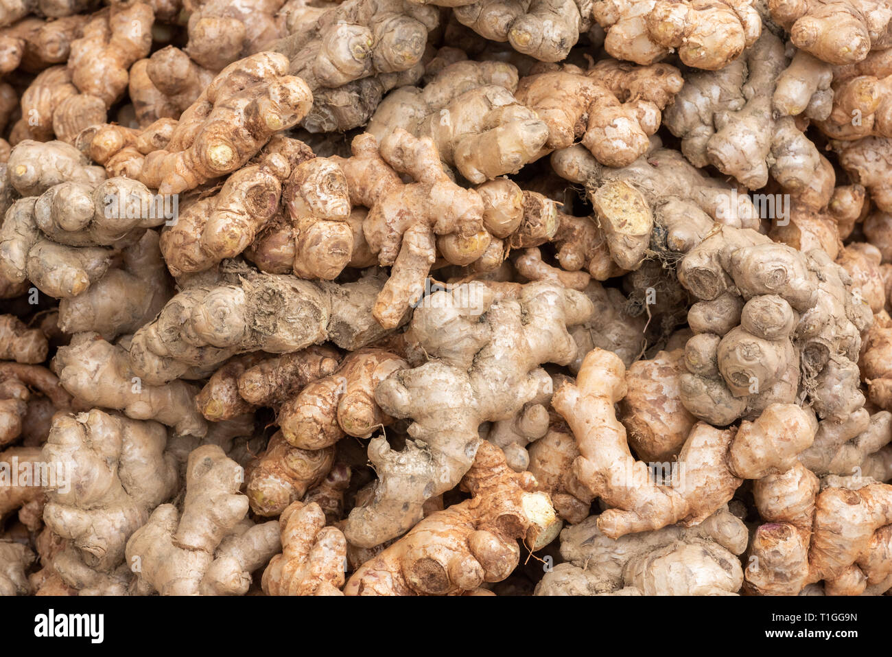 Chinese ginger plant hi-res stock photography and images - Alamy