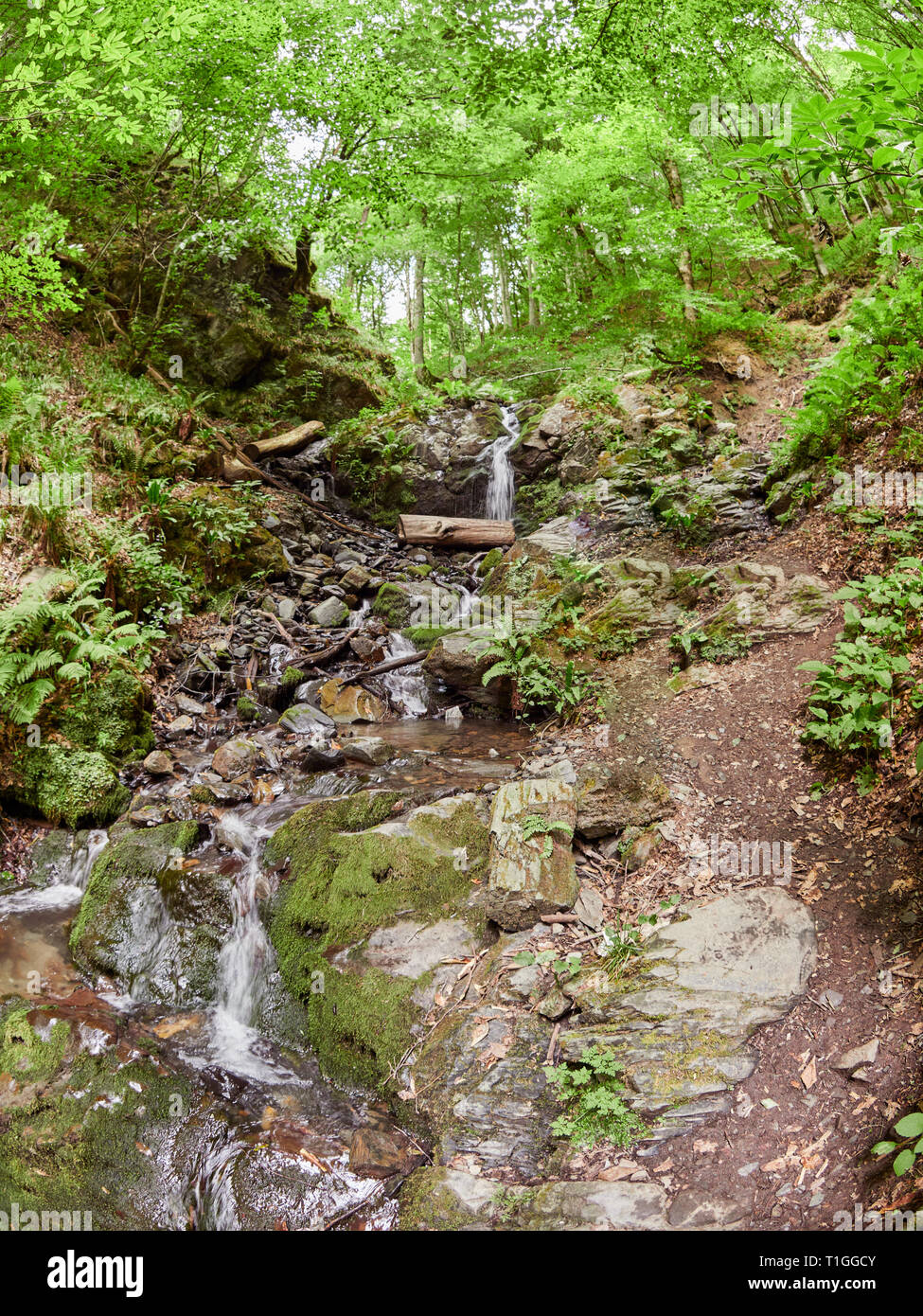 Powerful stream in summer forest. Waterfall in the forest. Mountains in ...