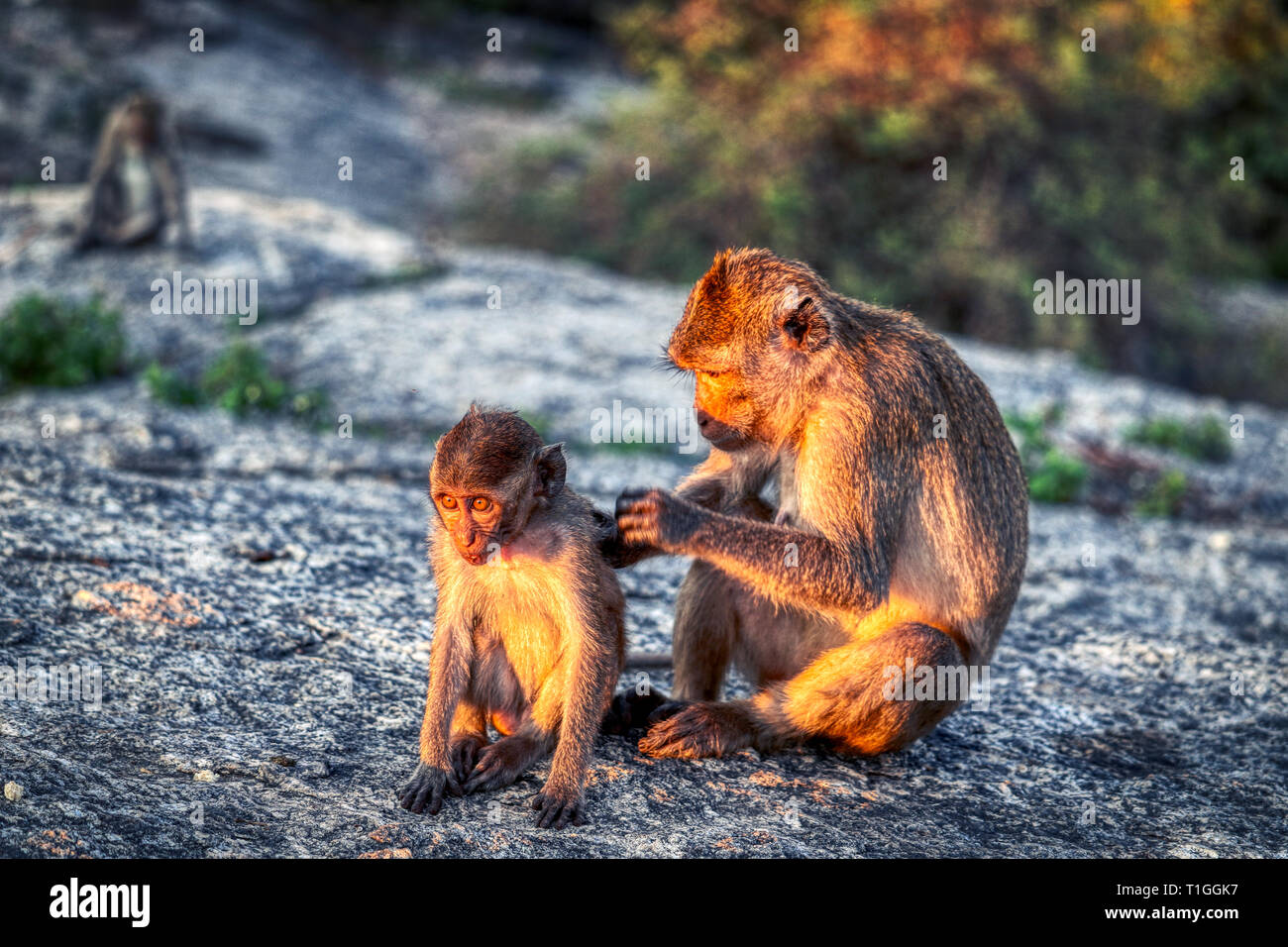 Wildlife macaque hi-res stock photography and images - Alamy