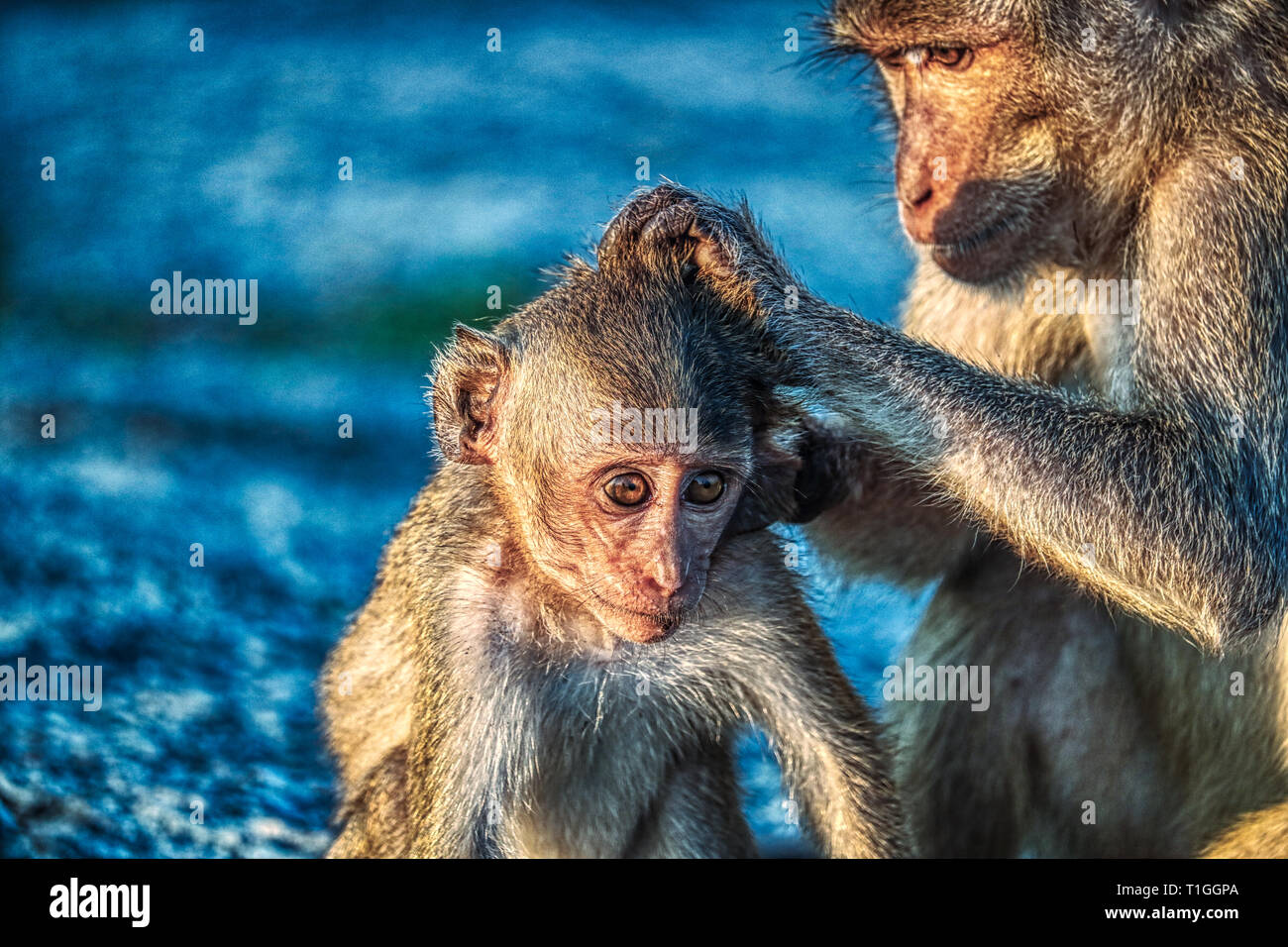 This unique image shows the wild monkeys at dusk on the Monkey Rock in ...