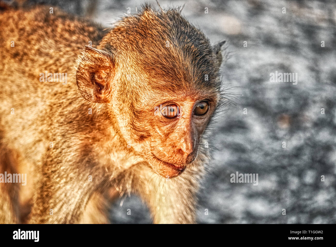 This unique image shows the wild monkeys at dusk on the Monkey Rock in ...