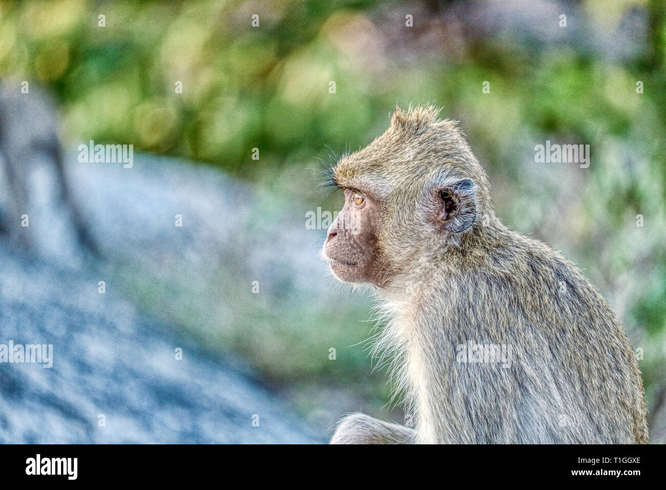 This unique image shows the wild monkeys at dusk on the Monkey Rock in ...