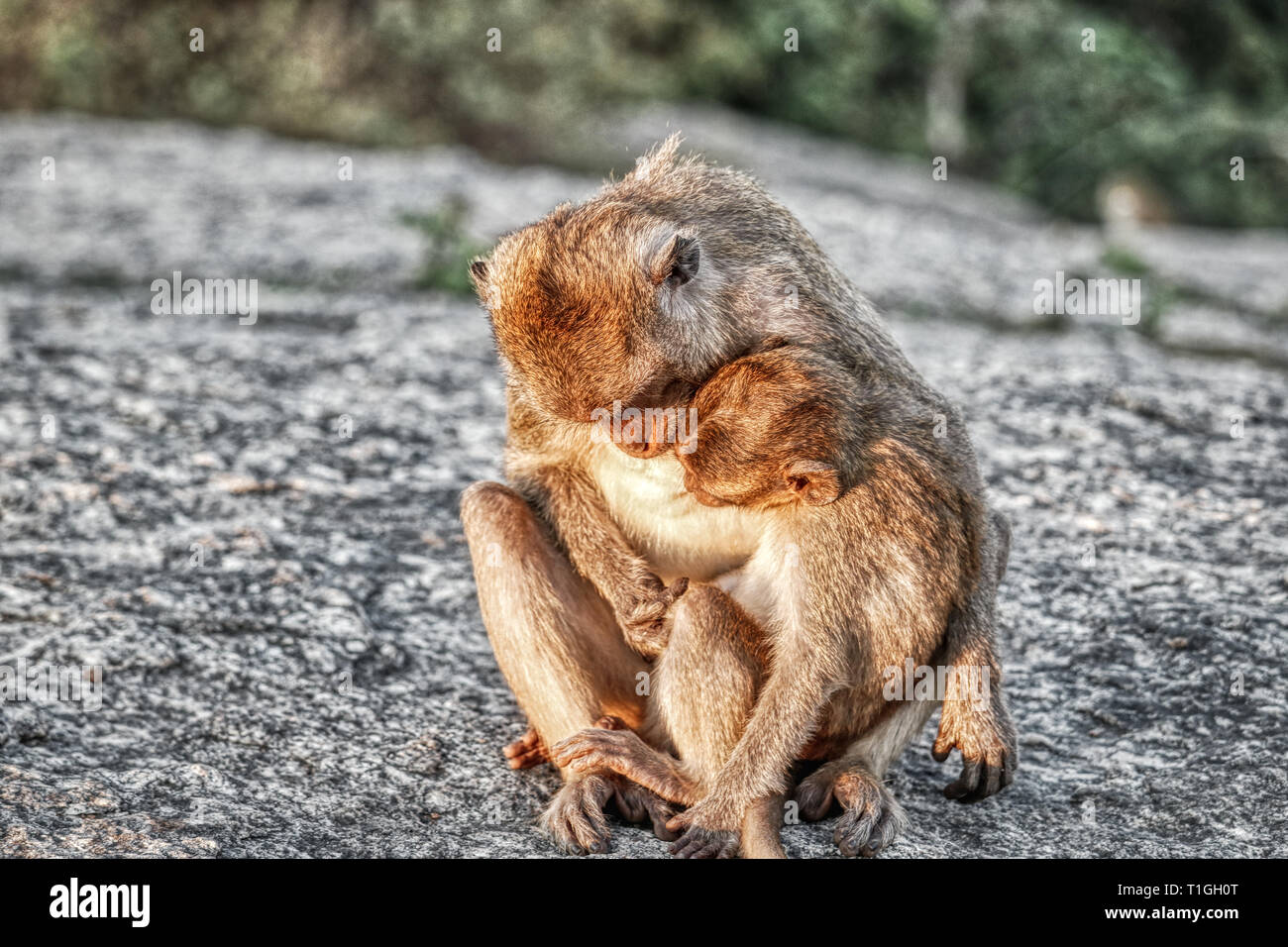 This unique image shows the wild monkeys at dusk on the Monkey Rock in ...