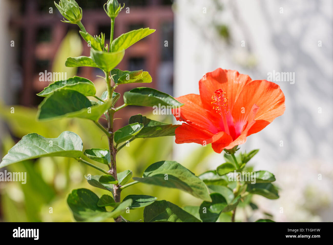 fresh blossoming orange color Hibiscus (rose mallow) Flower, cultivated ...
