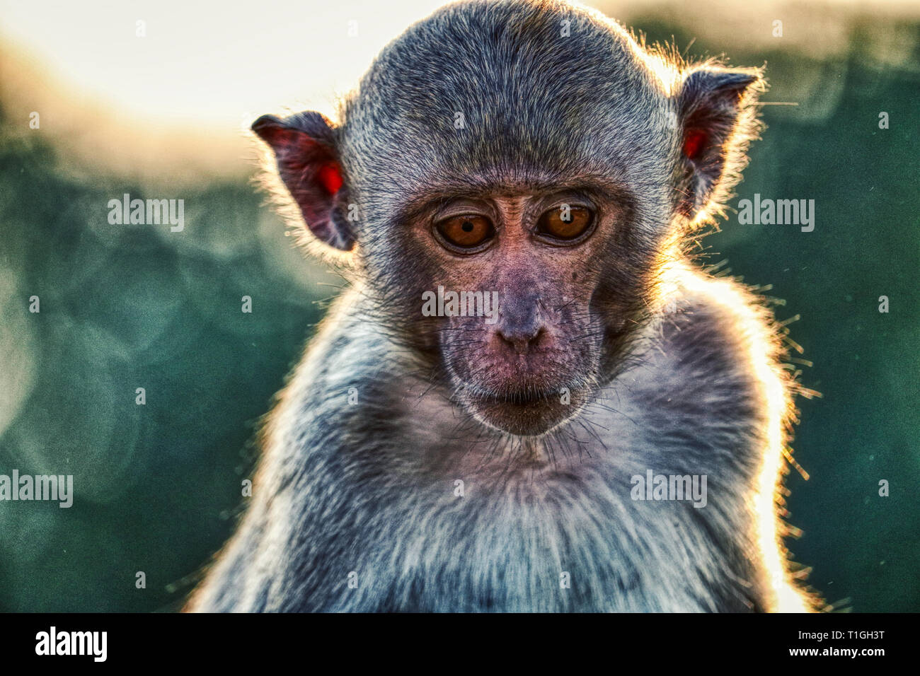 Monkey Picture High Resolution Stock Photography and Images - Alamy