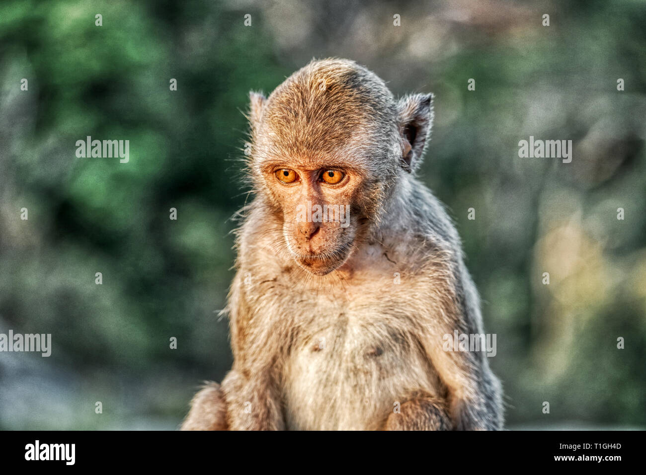 This unique image shows the wild monkeys at dusk on the Monkey Rock in ...