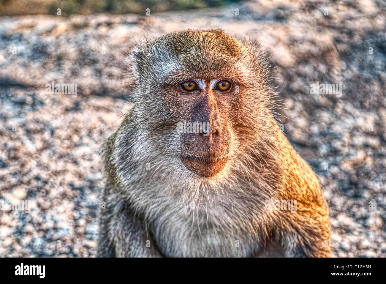 This unique image shows the wild monkeys at dusk on the Monkey Rock in Hua Hin in Thailand Stock ...