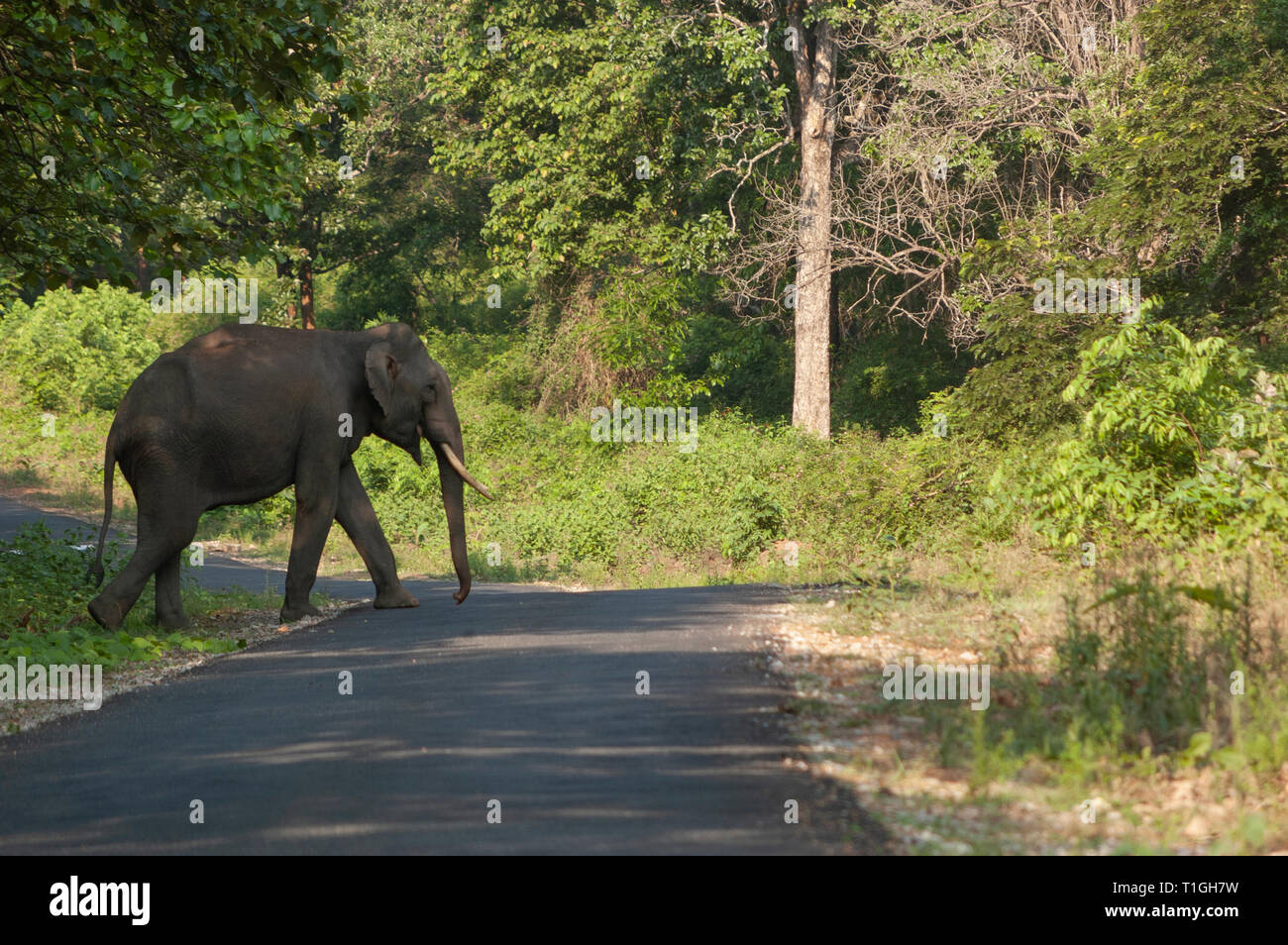 Tusker Crossing state highway,Kabini,Nagarhole,Karnataka,India Stock ...