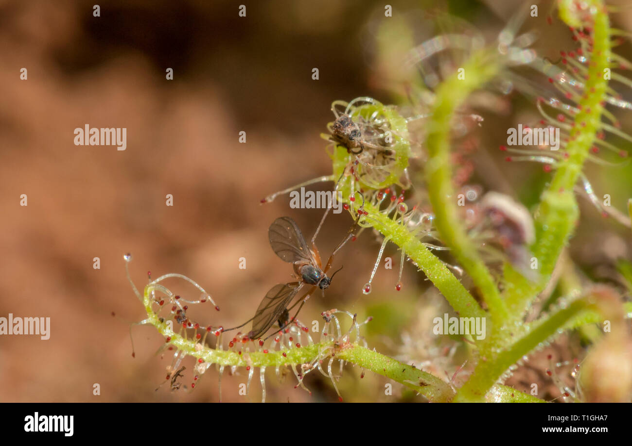 Drosera Indica with Trapped Insect seen at Kaas Plateau,Satara ...