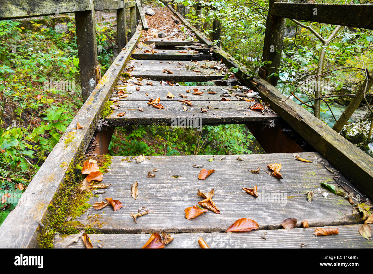 Old broken wooden bridge with holes dangerous walking path covered with ...
