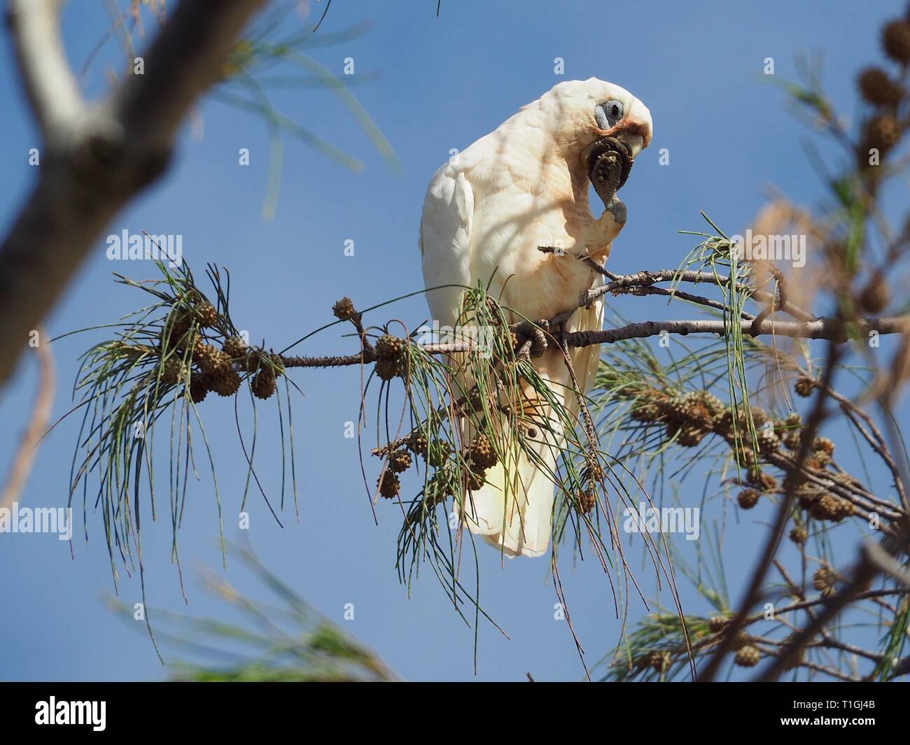 Australian bird, Little Corella, Blue Eyed Cockatoo, white, in ...