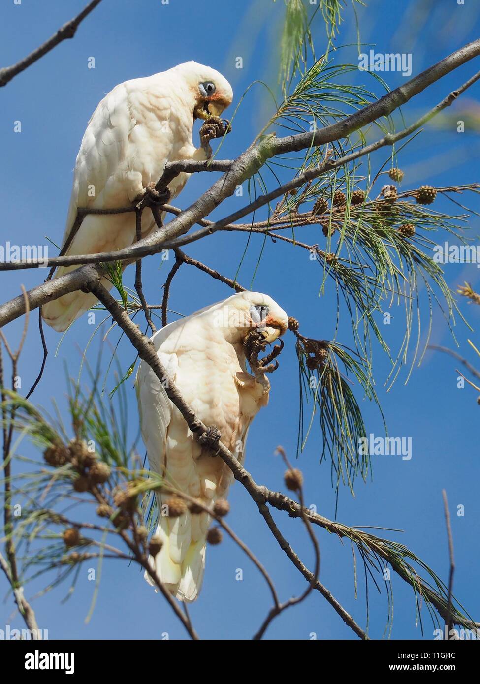 Blood stained cockatoos hi-res stock photography and images - Alamy