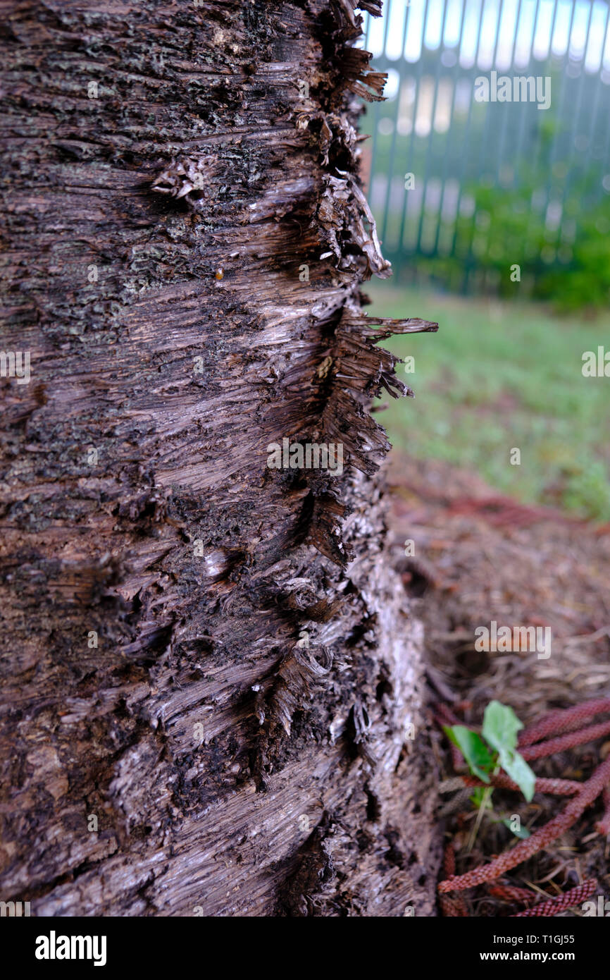 Tall pine tree hi-res stock photography and images - Alamy