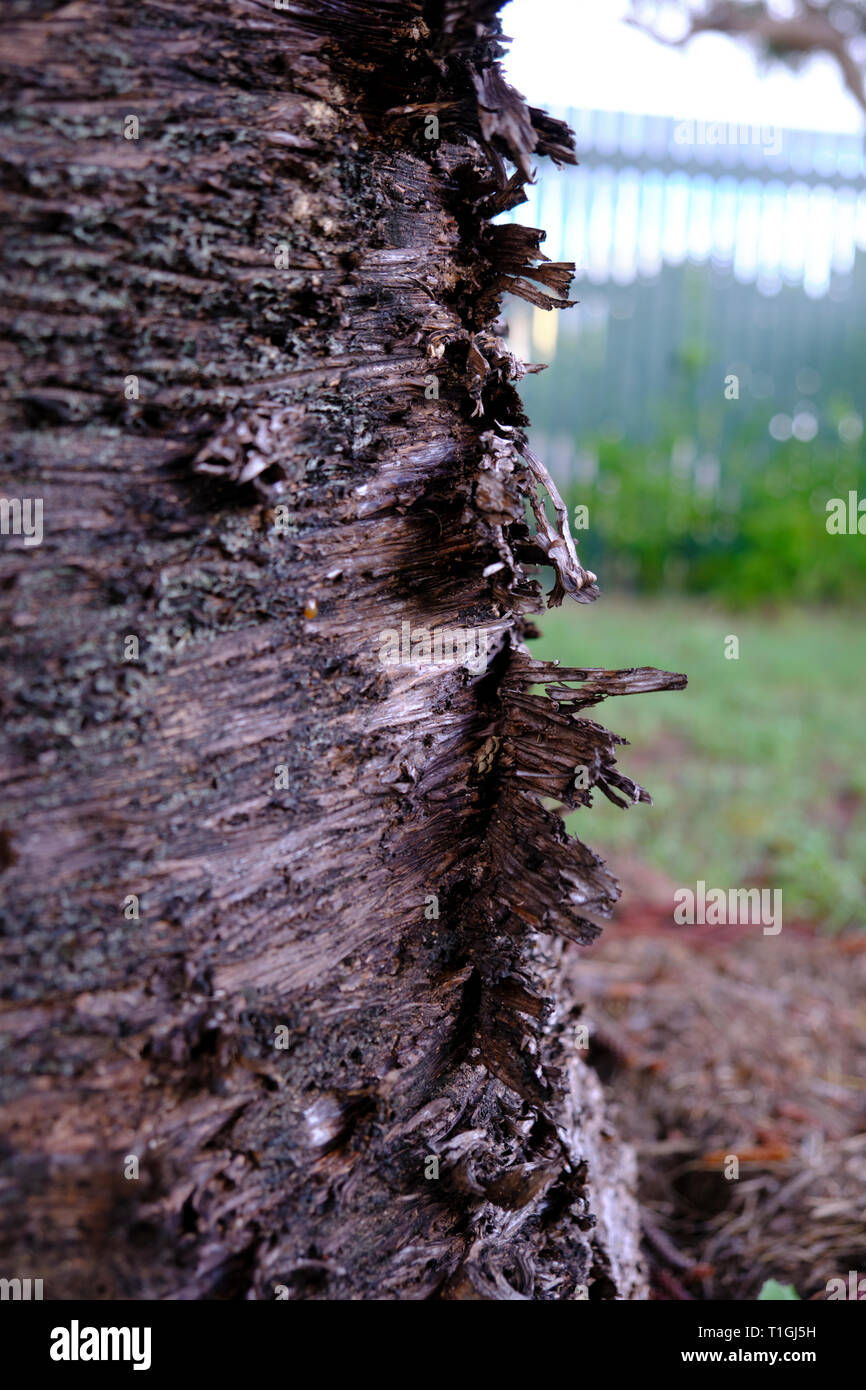 Hard pine cone hi-res stock photography and images - Alamy