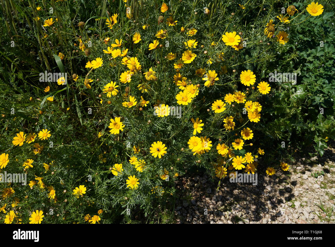 Ramat Hasharon- Israel Stock Photo - Alamy