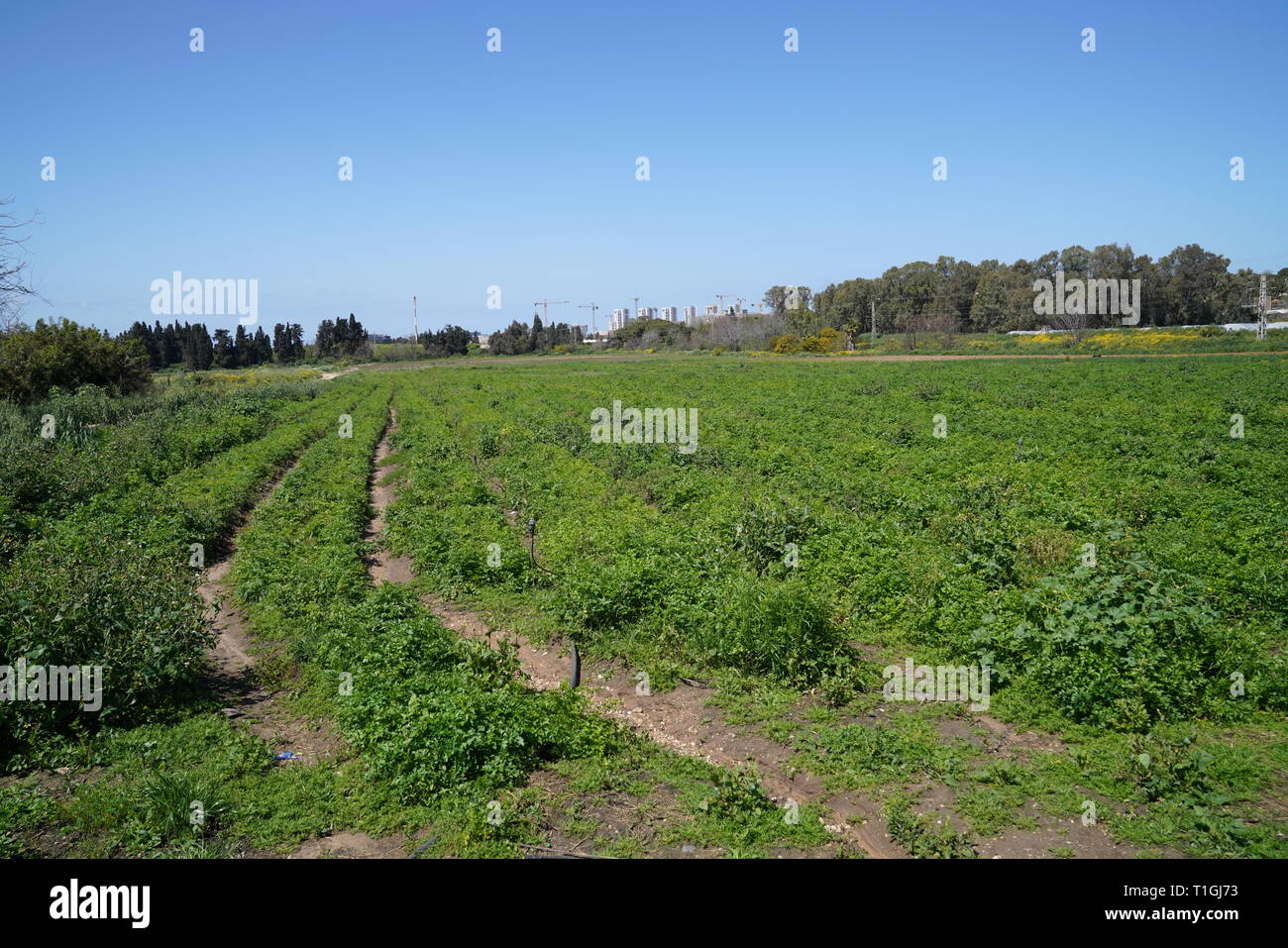 Israels central coastal strip hi-res stock photography and images - Alamy