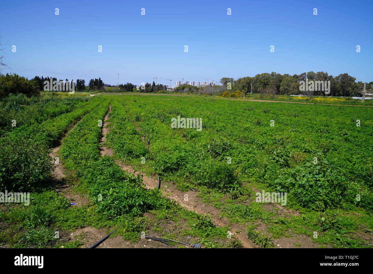 Israels central coastal strip hi-res stock photography and images - Alamy
