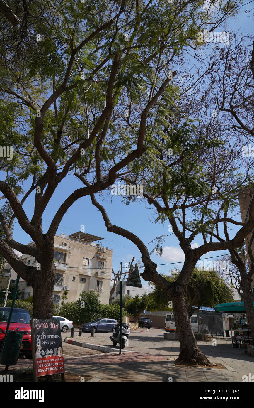 Hasharon hi-res stock photography and images - Alamy