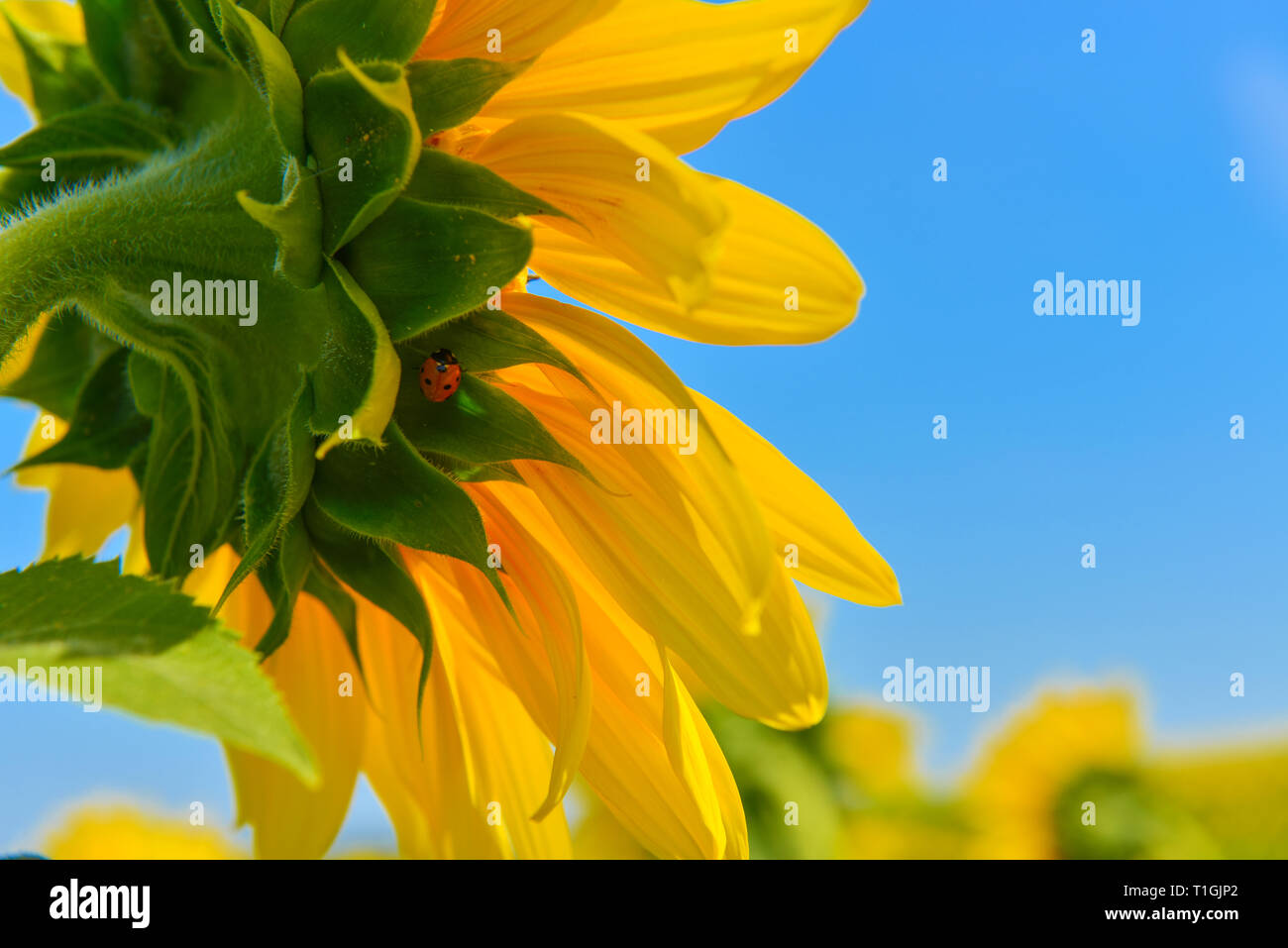 Close sunflower hi-res stock photography and images - Alamy