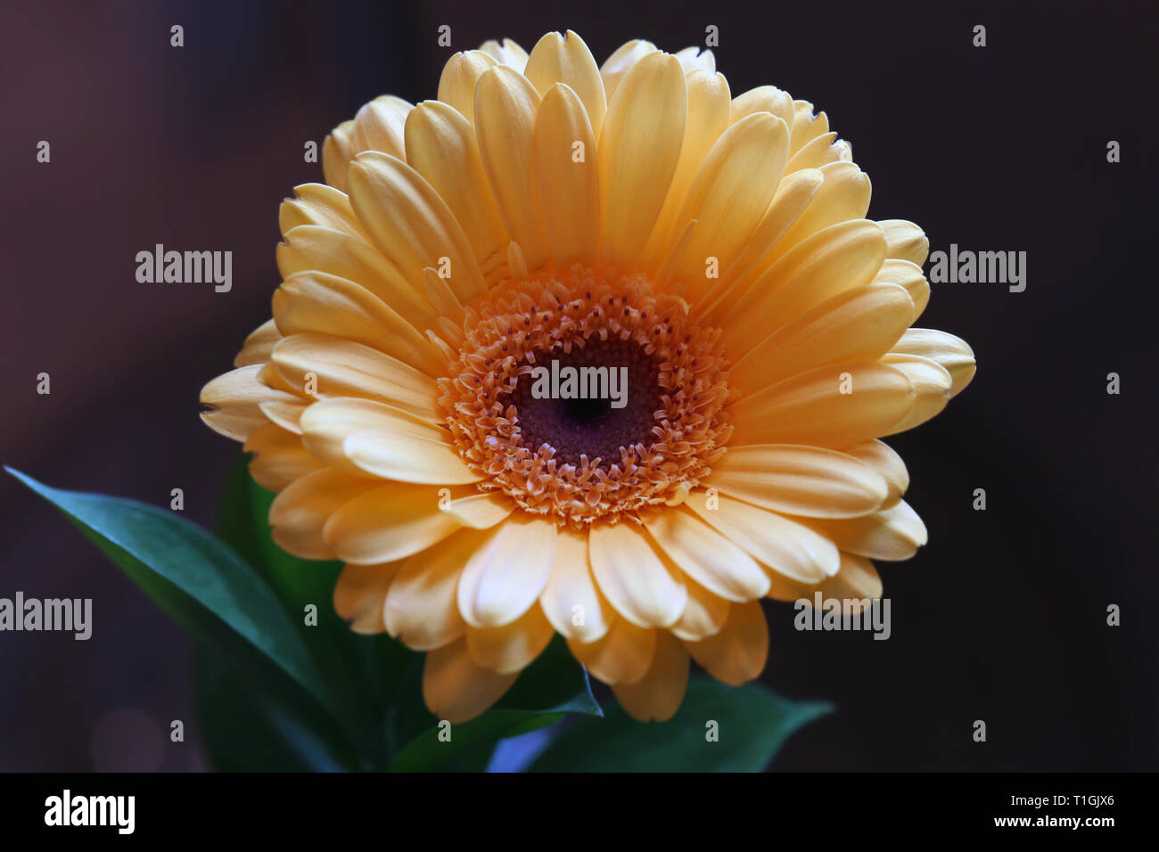 Beautiful gerbera flower in a closeup. Looks a bit like daisy flower ...