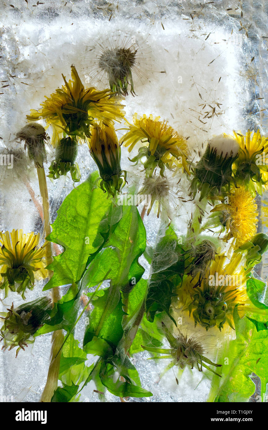 Background of of yellow dandelion flower with green leaves frozen in ...