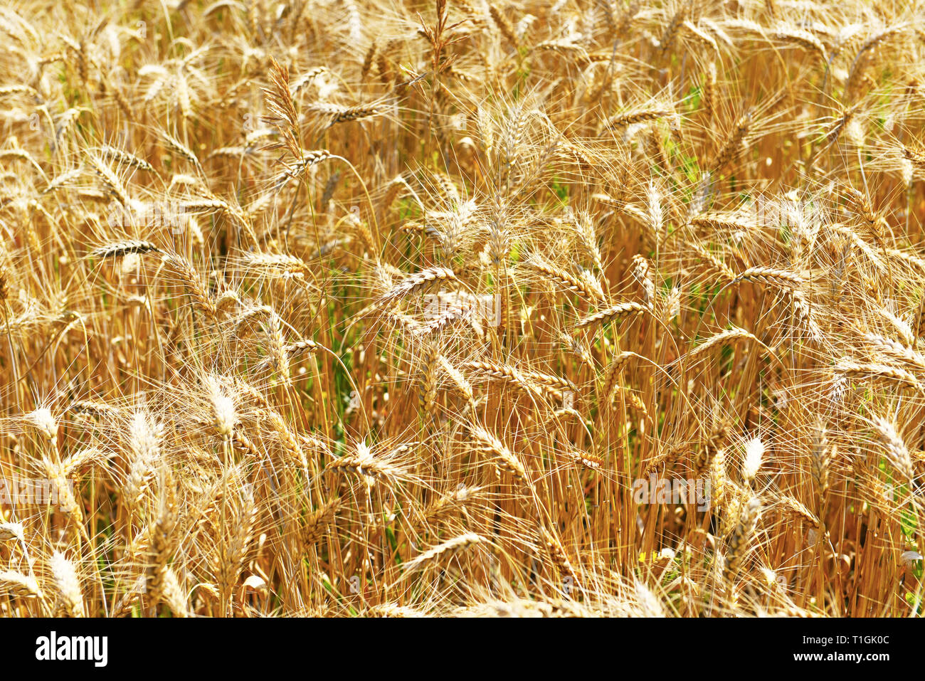 The harvest is ripe hi-res stock photography and images - Alamy
