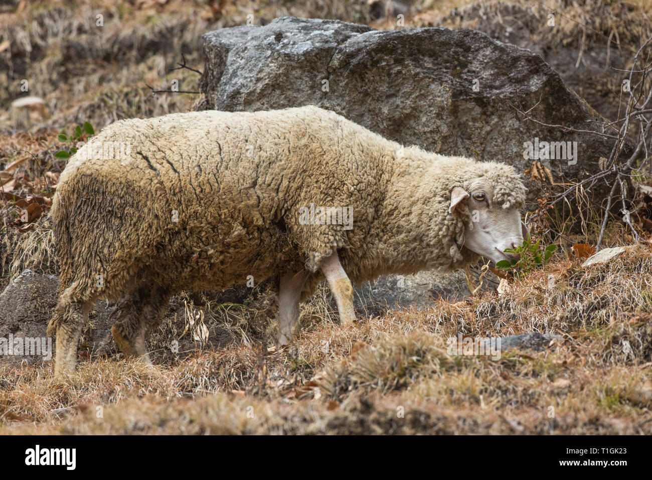 Shahabadi hi-res stock photography and images - Alamy