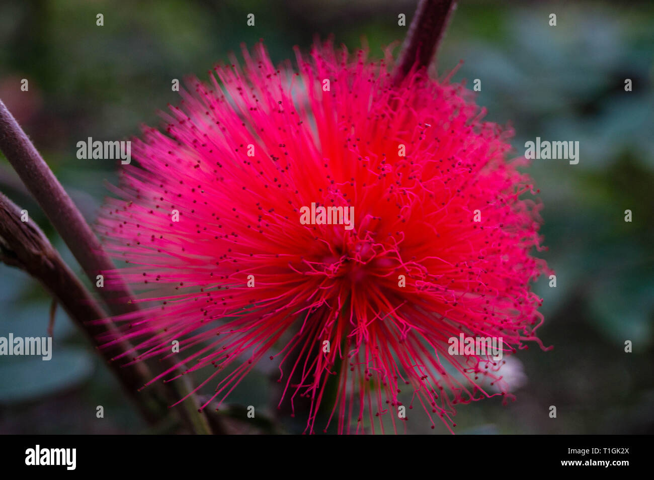 Calliandra haematocephala mimosa flower Stock Photo - Alamy