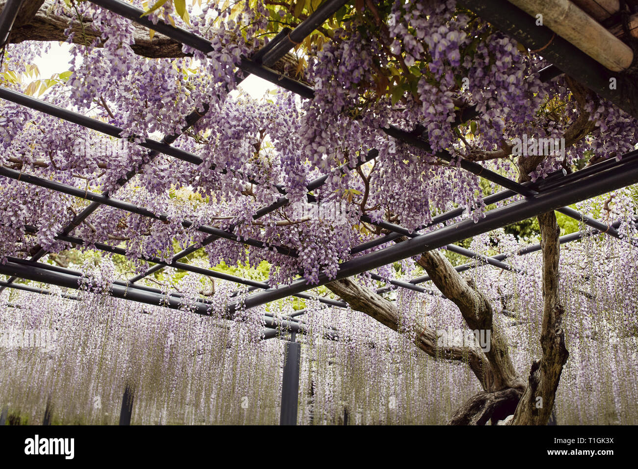Purple Wisteria Floribunda flowers hanging on a trellis in Kyoto, Japan ...