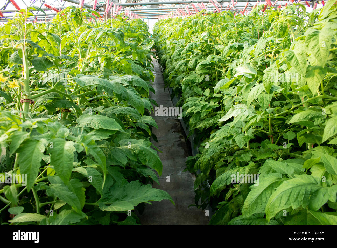 bossier farm day Stock Photo - Alamy