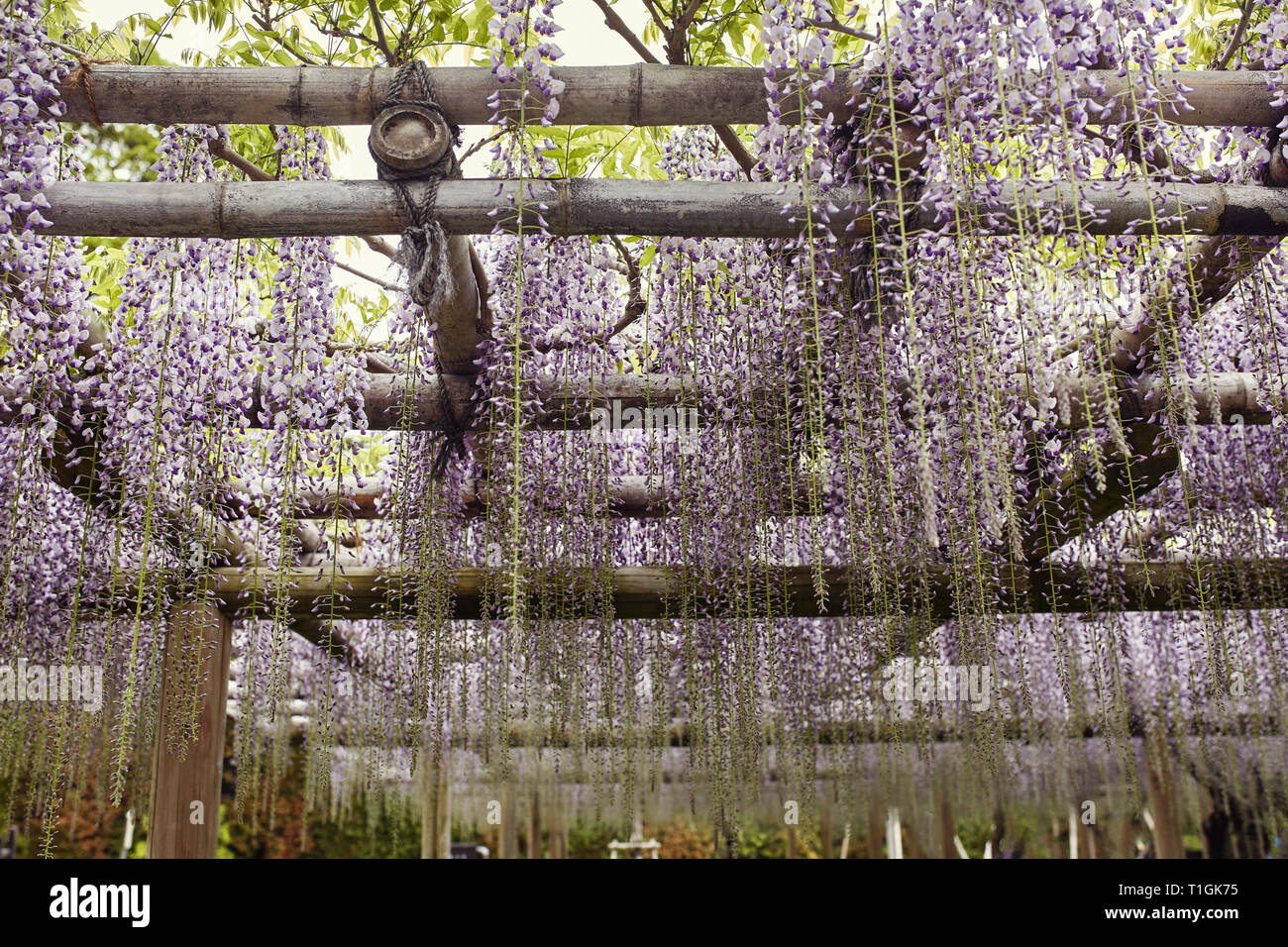 Purple Wisteria Floribunda flowers hanging on a trellis in Kyoto, Japan ...