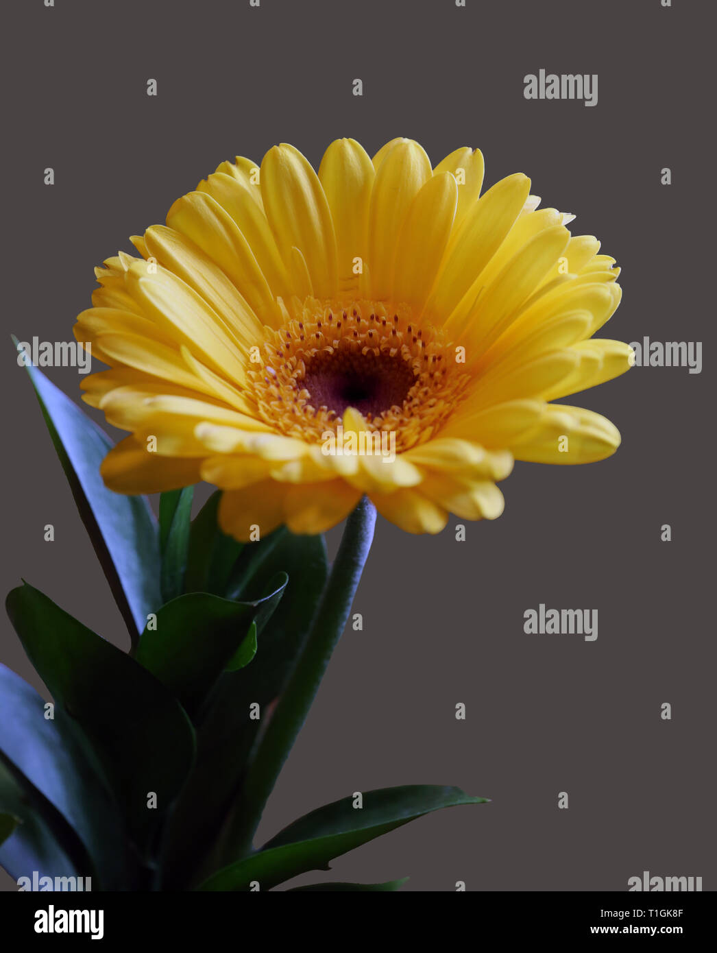 Beautiful gerbera flower in a closeup. Looks a bit like daisy flower ...