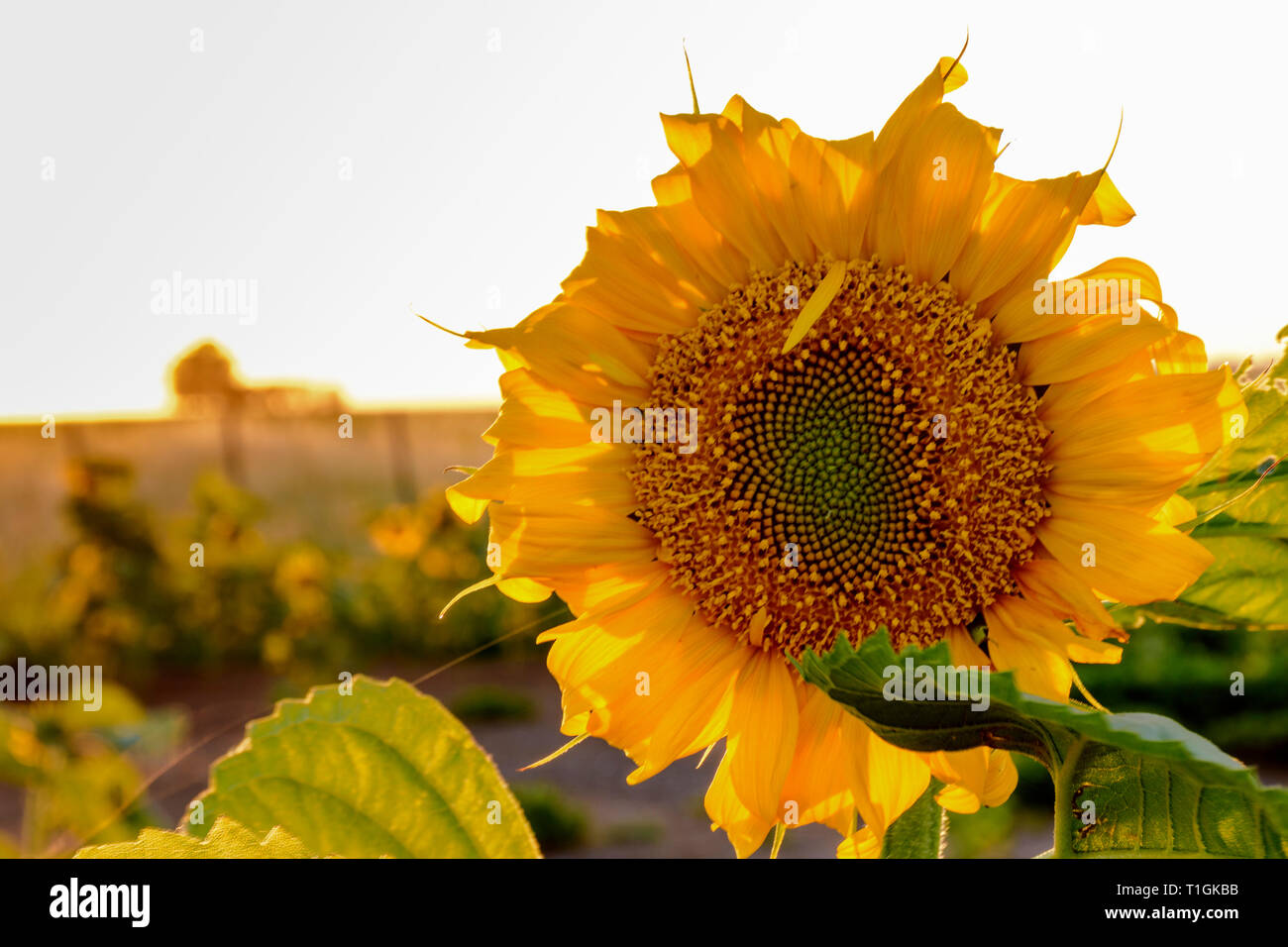 Scene view of sunflowers during warm sunset in summer Stock Photo - Alamy