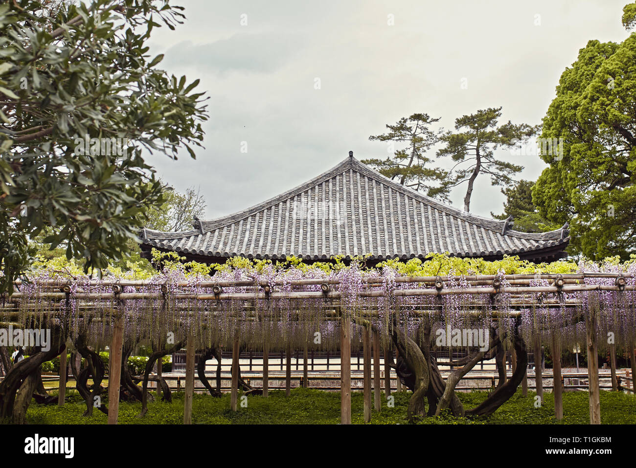 Purple Wisteria Floribunda flowers hanging on a trellis in Kyoto, Japan ...