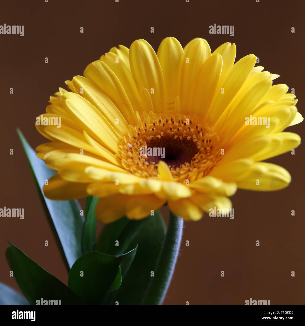 Beautiful gerbera flower in a closeup. Looks a bit like daisy flower ...